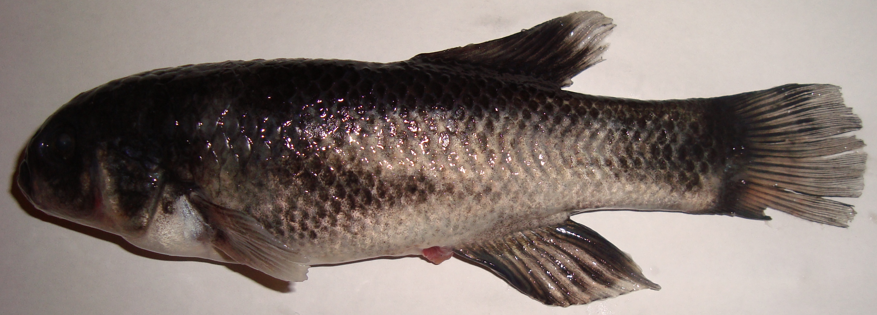 Lago Titicaca: Recursos Hidrobiológicos y Limnología