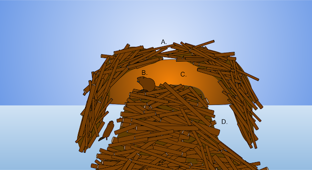 Beaver dam, why it is an essential for the thriving areas? |MyRokan