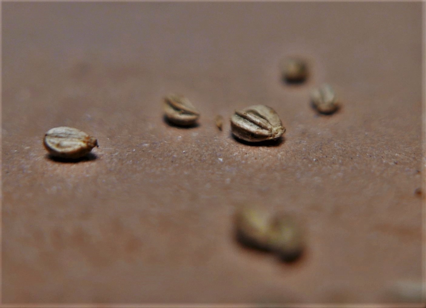 a lluc de cuc: Apunts del fruit de Conium maculatum L.