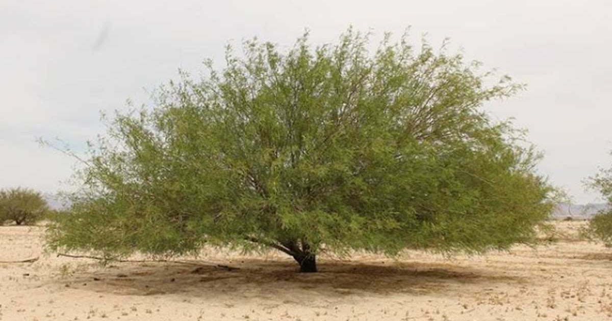 Los secretos del mezquite, un árbol muy mexicano - Informativo San Luis