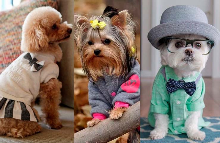 ROPA PARA MASCOTAS HACERLAS Y VENDERLAS EN CASA - TRABAJAR EN CASA