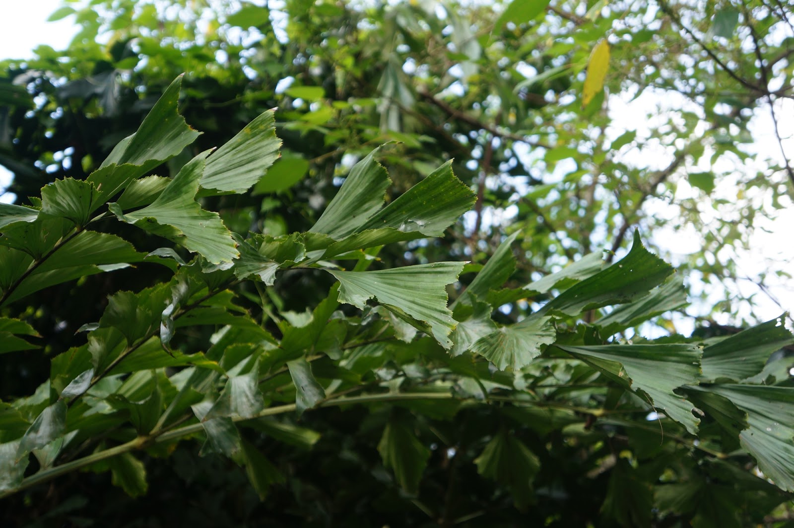 Riverine Parks: Caryota mitis