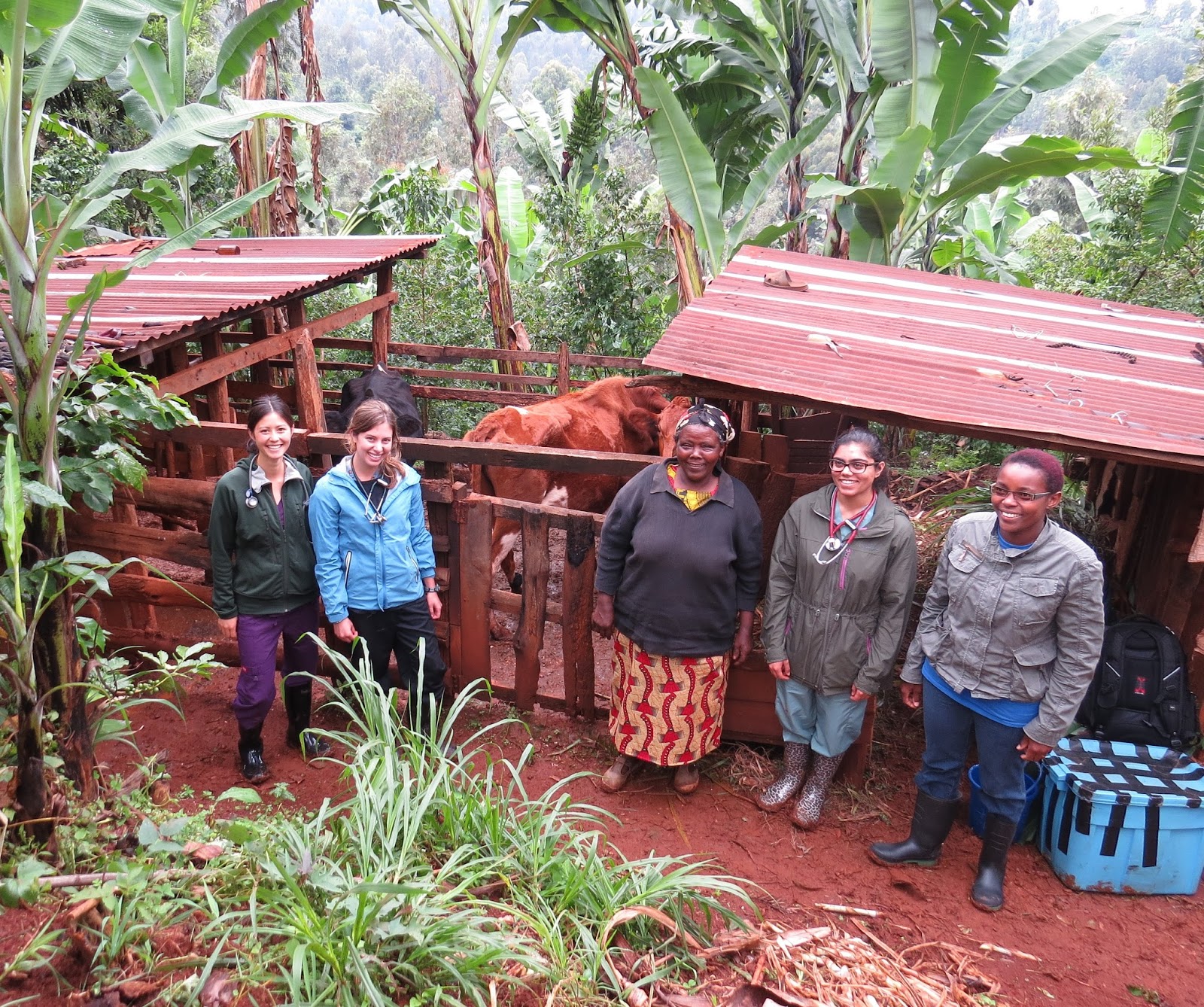 Farmers Helping Farmers: Week 1 with the Mukurweini Wakulima Dairy, by ...