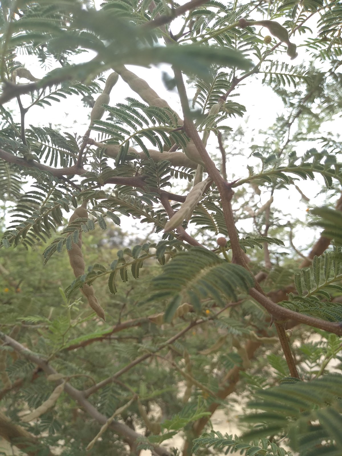 Plantando mi árbol: El Faique