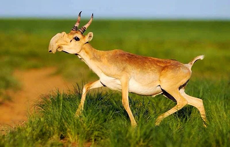 Animales extraños y maravillosos animales que creerás que no existen ...