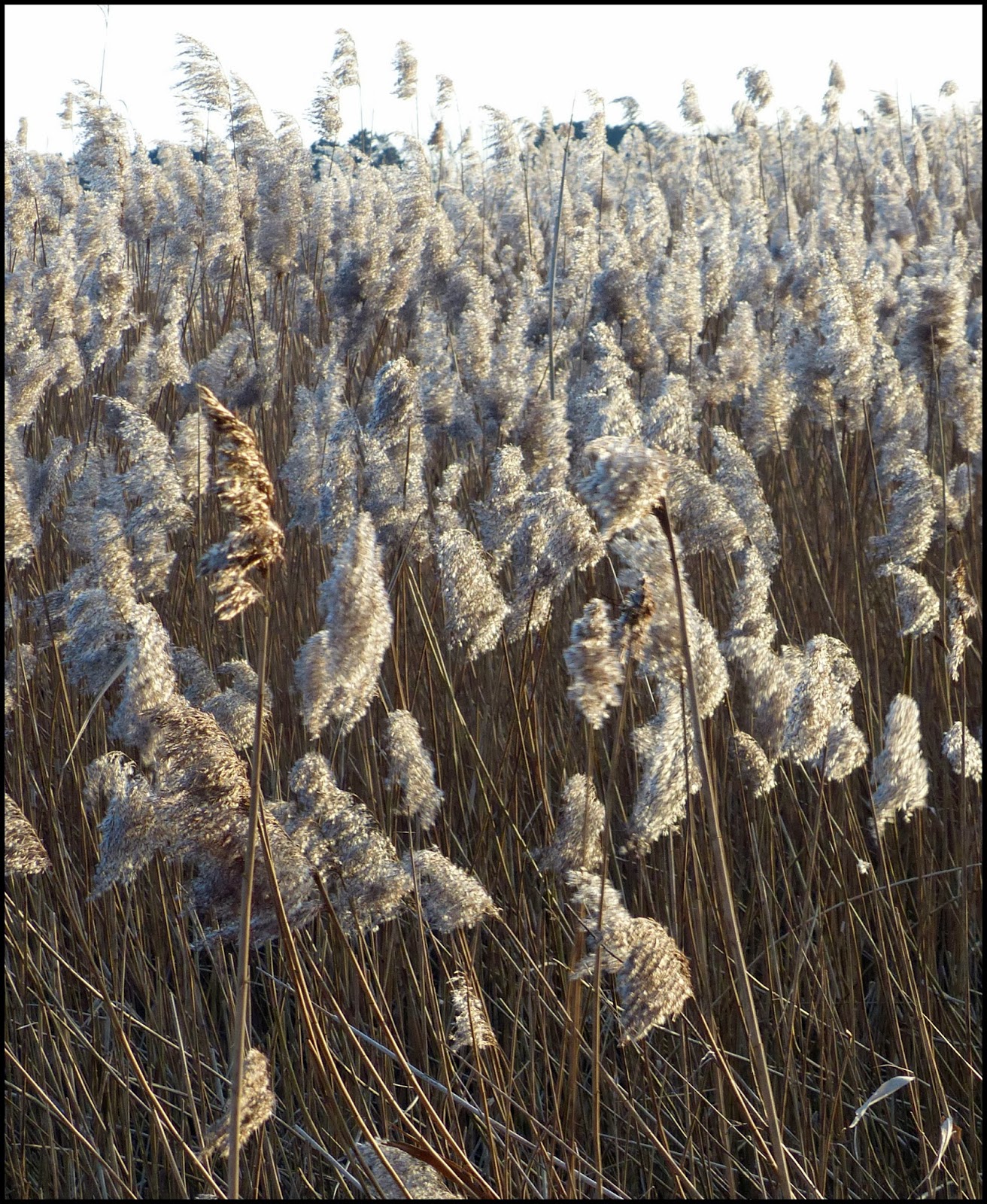 Wild and Wonderful: February 2014