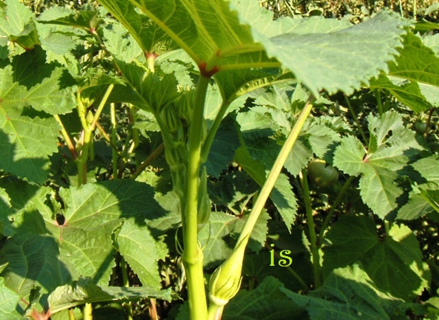 BAMJE, OKRA; GOMBO ...un INCONTRO SERENO
