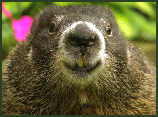 ABC PARISH: 1/20/13 - 1/27/13