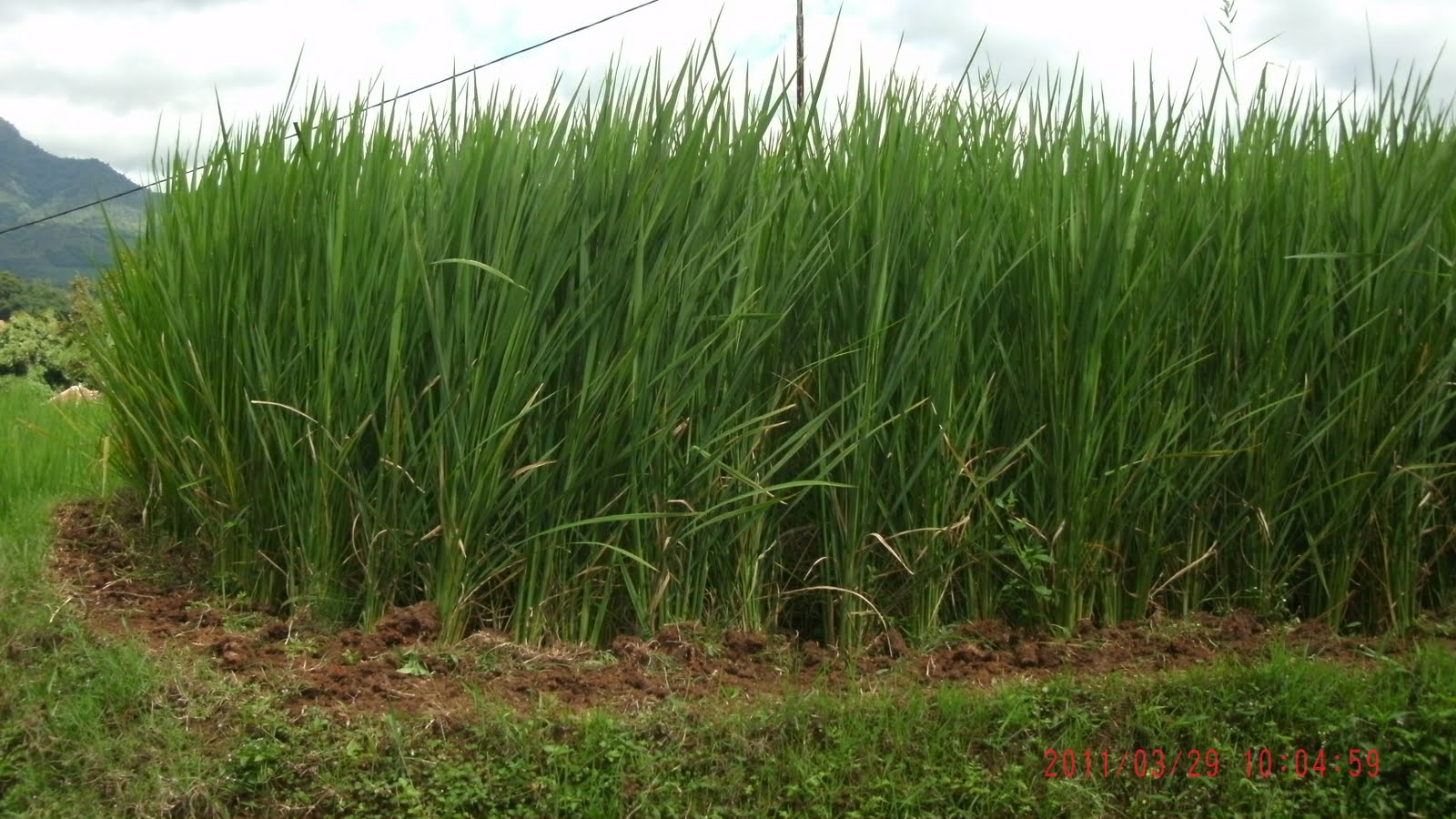 .: LEBAK BIRU,....Kampung Budaya Di Tanjungsari Sumedang Jabar