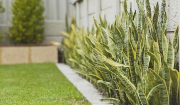 17+ Jenis Tanaman Hias Bunga Outdoor, Yang Cantik!