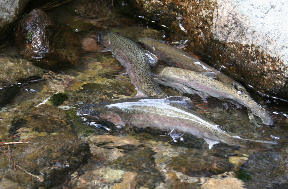 Fly Fishing with Cat Toy: Fishing during a Trout Spawn