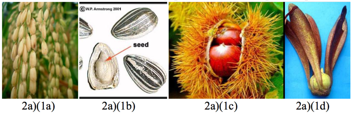 Mahasiswa dan Biologi: MENGENAL BUAH (FRUCTUS)