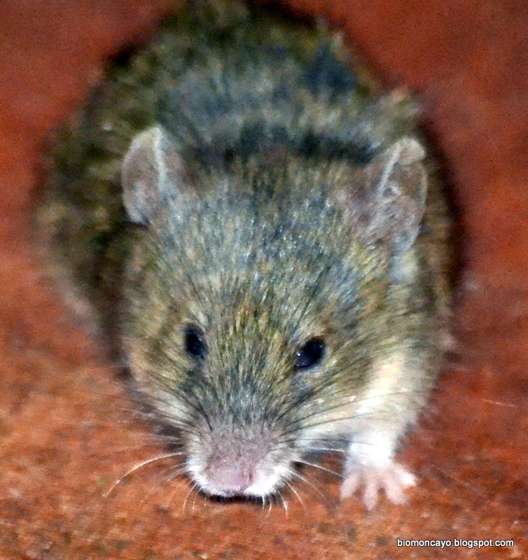 BIOMONCAYO: Mus domesticus (Ratón Común)