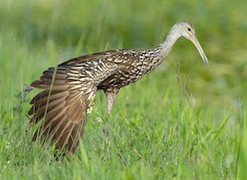 Limpkin Birds Facts And Pictures | All Wildlife Photographs