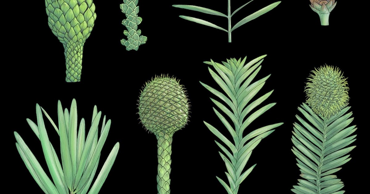 Conifers of the Crato Formation