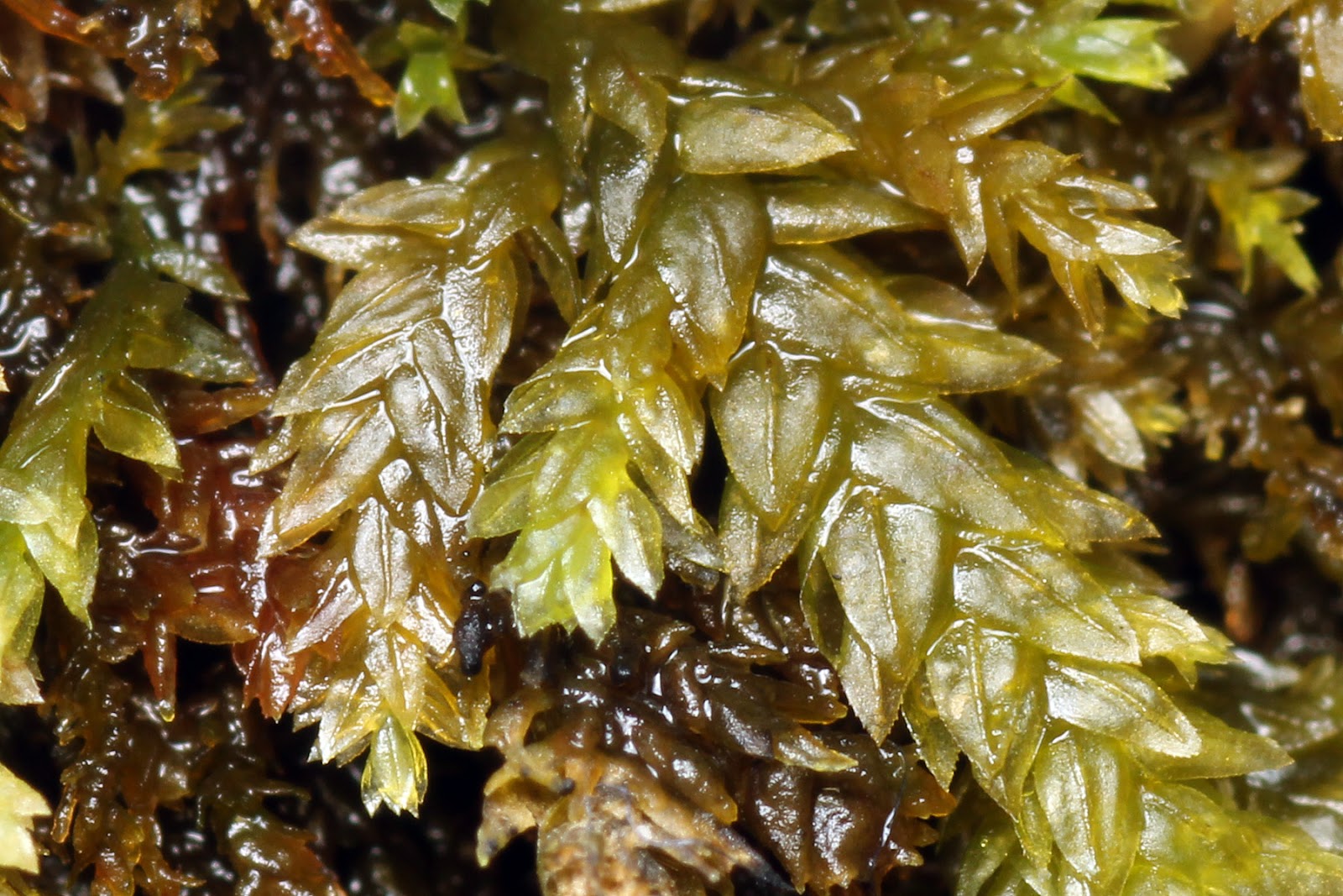 South Wales Bryophytes: Interesting Thamnobryum on Ramsey Island
