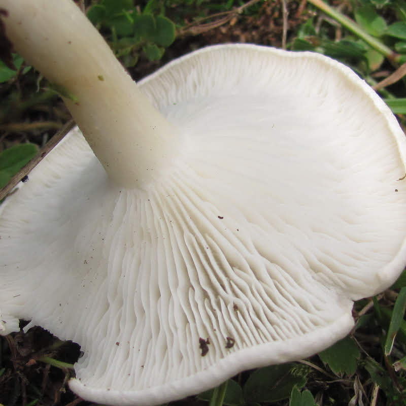Guía de Setas y Hongos de Navarra.: Clitocybe catinus (Fr.) Quel