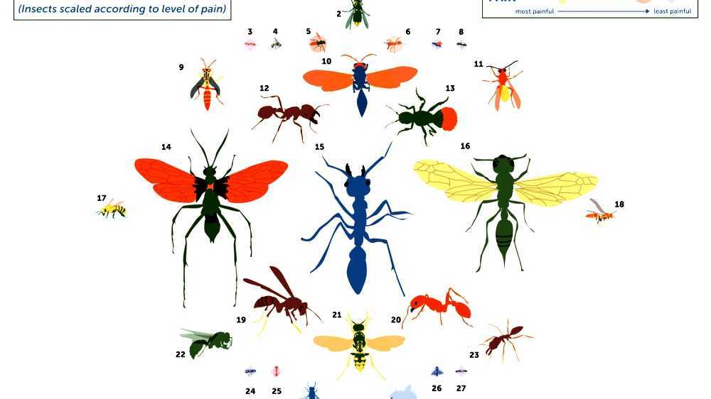 Schmidt sting pain index