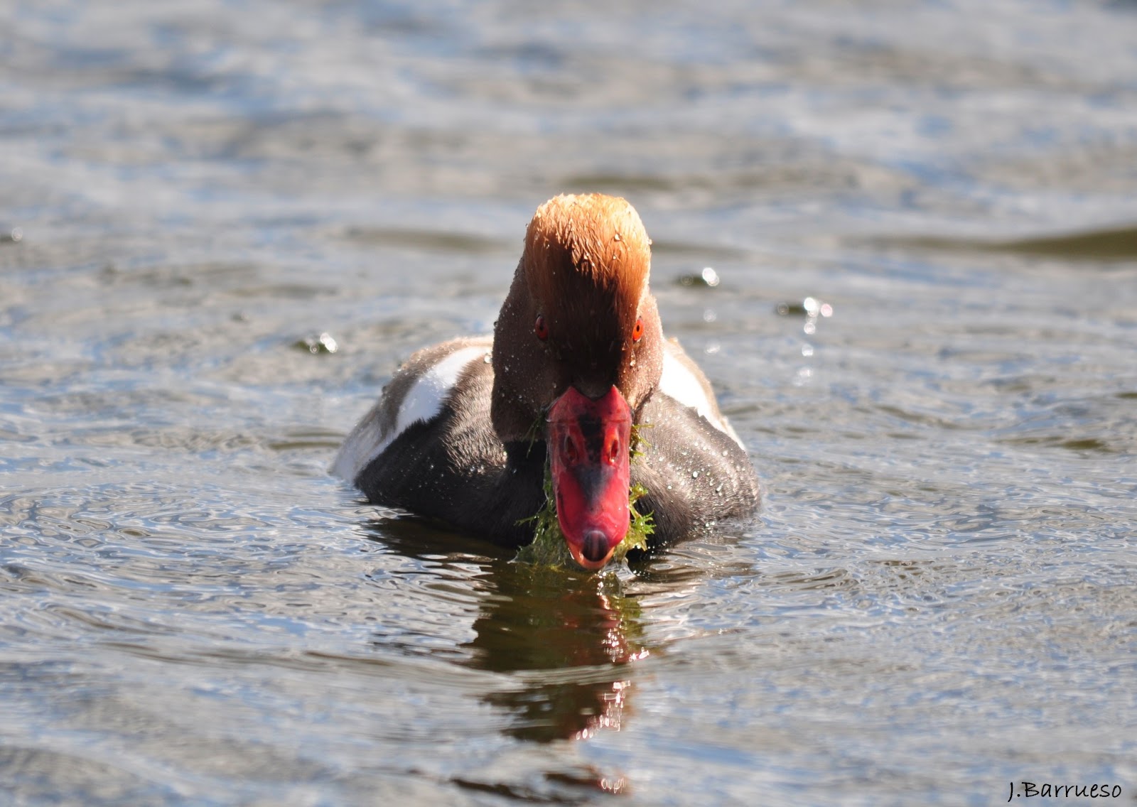 De paseo por la naturaleza: Tablas de Daimiel II: el pato colorado.