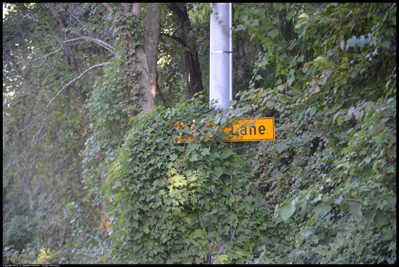 Sum Random Knowledge: Signs covered in Vines
