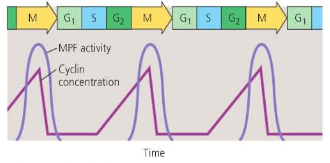 BioCool Learning: Siklus Sel