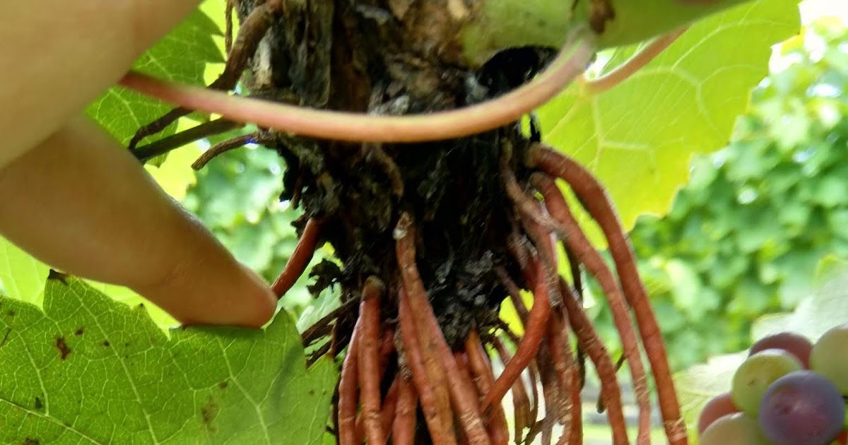 Creepy but Harmless: Grape Aerial Roots