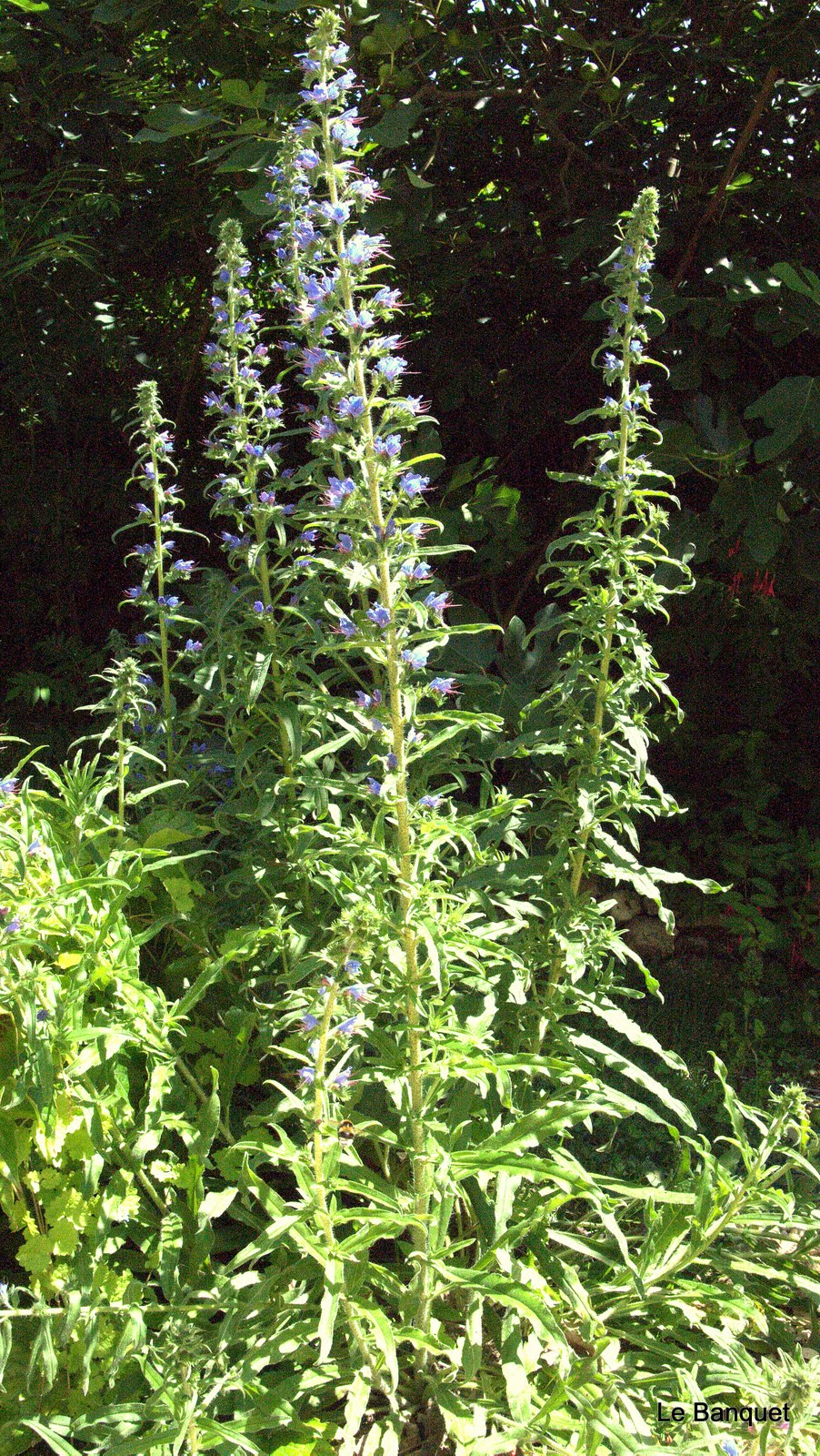 Viper's Bugloss