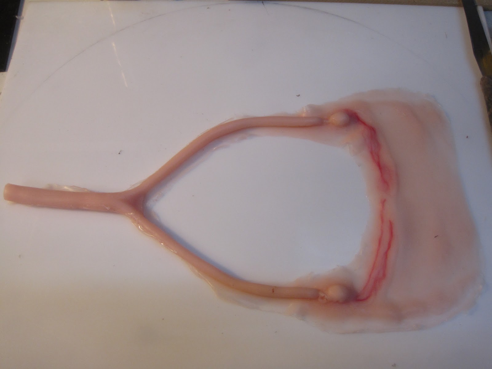 Veterinary Simulator Industries