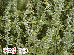 Ayurveda is fast becoming a household: polpala