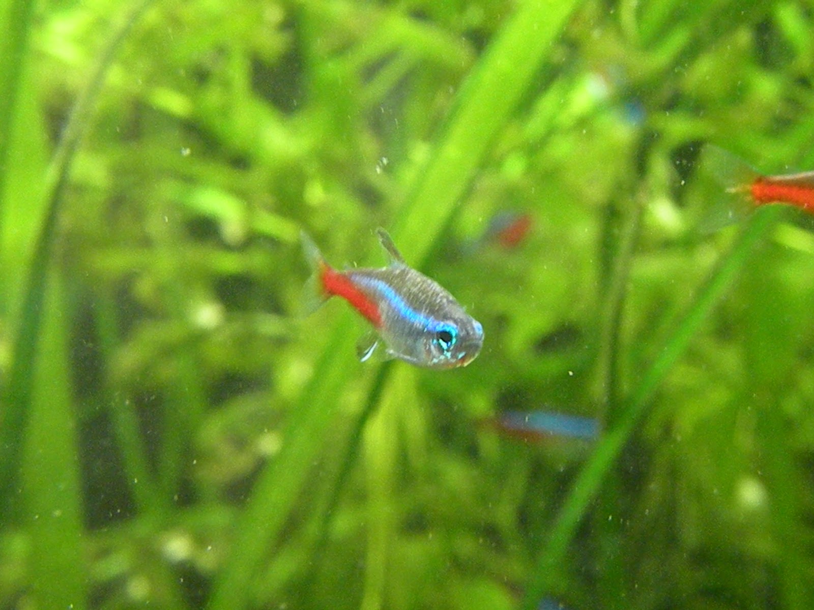 Neon Innesa - Paracheirodon innesi