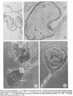 Glomus aggregatum, apa sih manfaat jamur ini bagi tanaman?