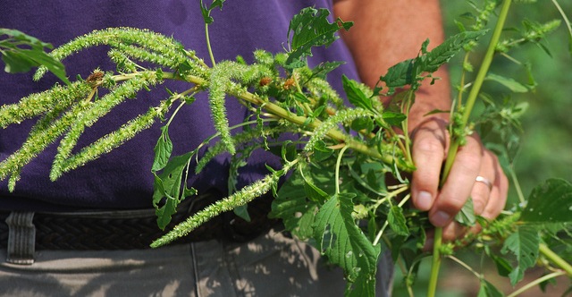 The Rural Blog: Invasive pigweed seeds found in most birdseed mix