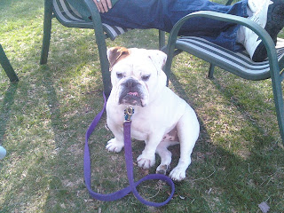 Regis College BSN/MSN Nurse Practitioner Student: A Year in the Life