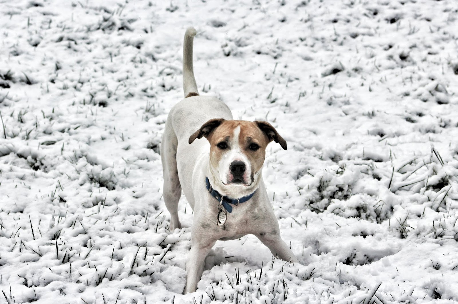 High-Quality Animal Images Pack 5-Pics RizNow