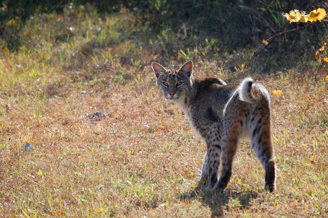 Florida Bobcat: Lynx rufus » Focusing on Wildlife