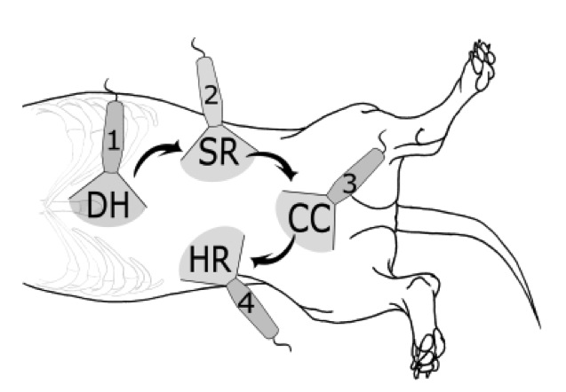 Abdominal Focused Assessment with Sonography for Trauma (AFAST)