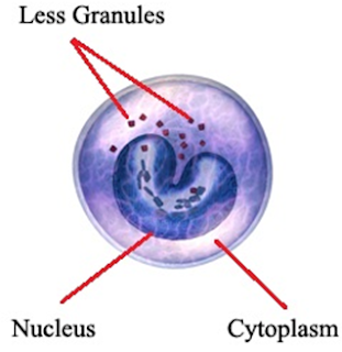 What is the full form of WBC?