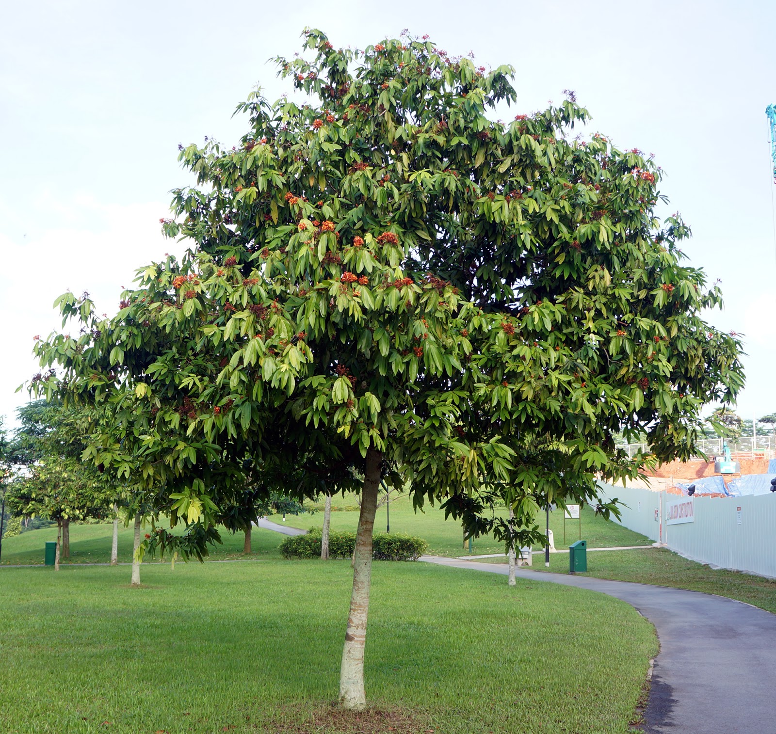 Riverine Parks: Saraca indica