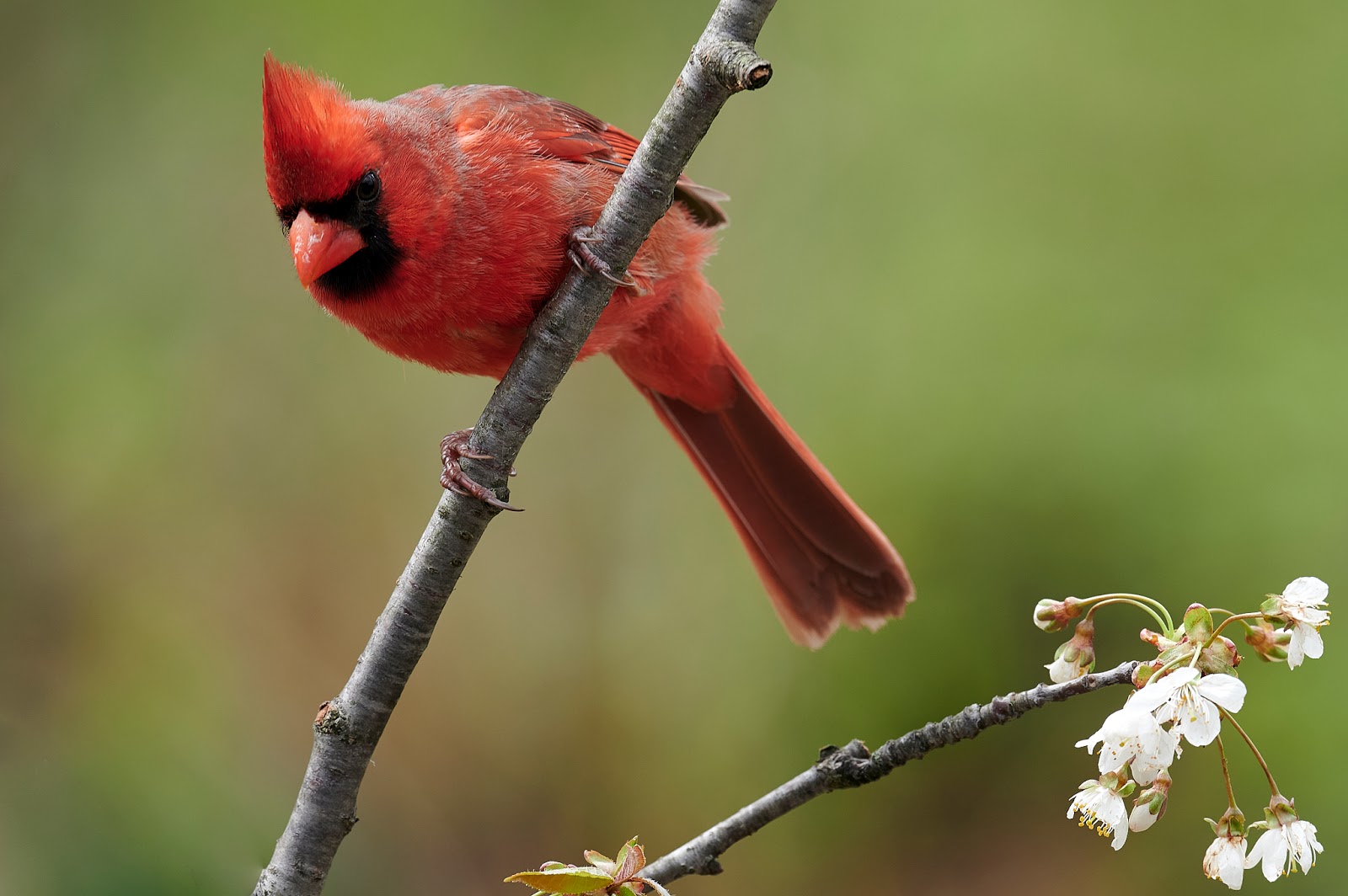Mike's Photographs : Cherry Tree