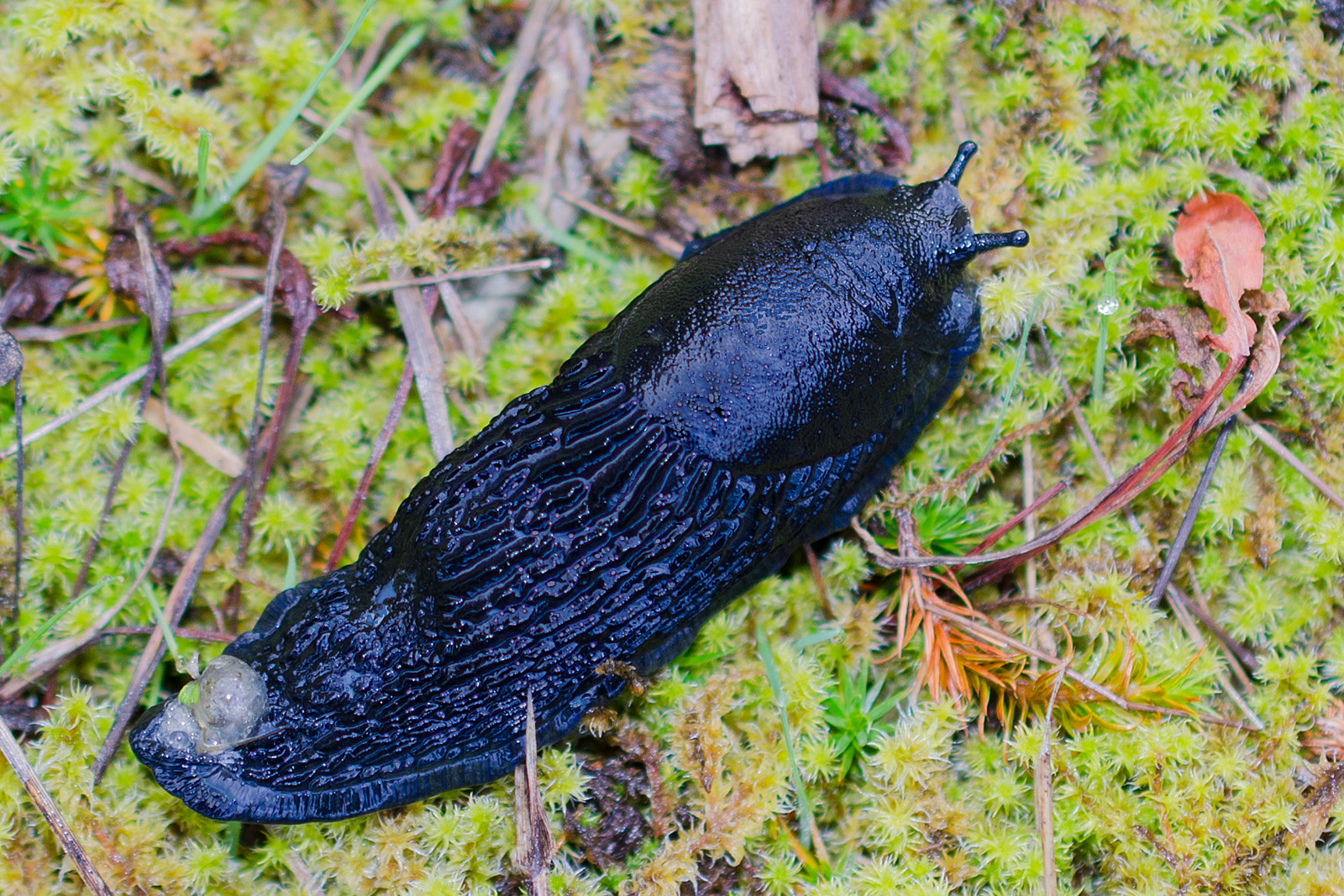 Wanderin' Weeta (With Waterfowl and Weeds): The competition. And a ...