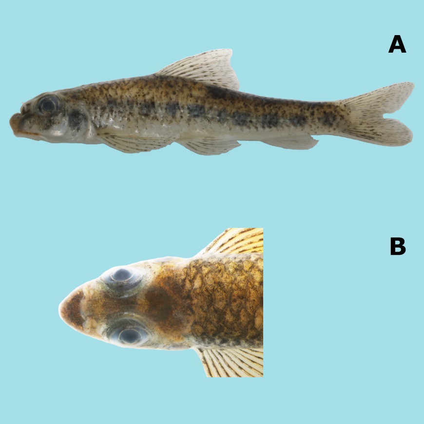 Species New to Science: [Ichthyology • 2017] Microphysogobio zhangi • A ...