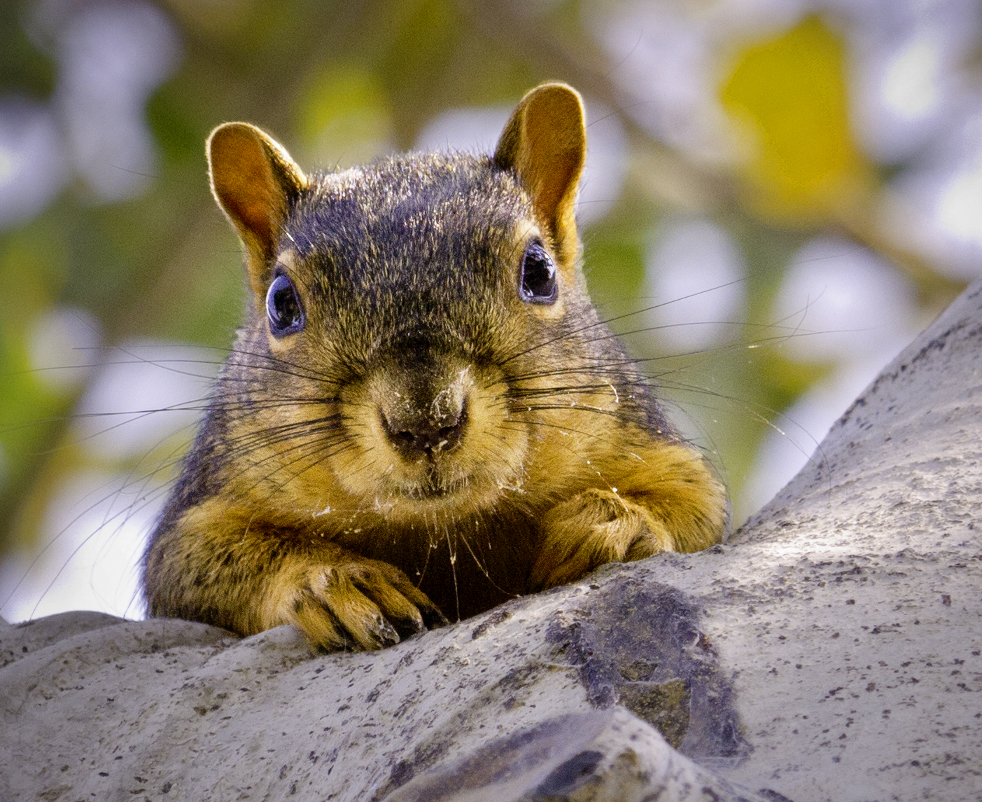 Di's Digital Images & Commentary: Squirrel at Eye Level