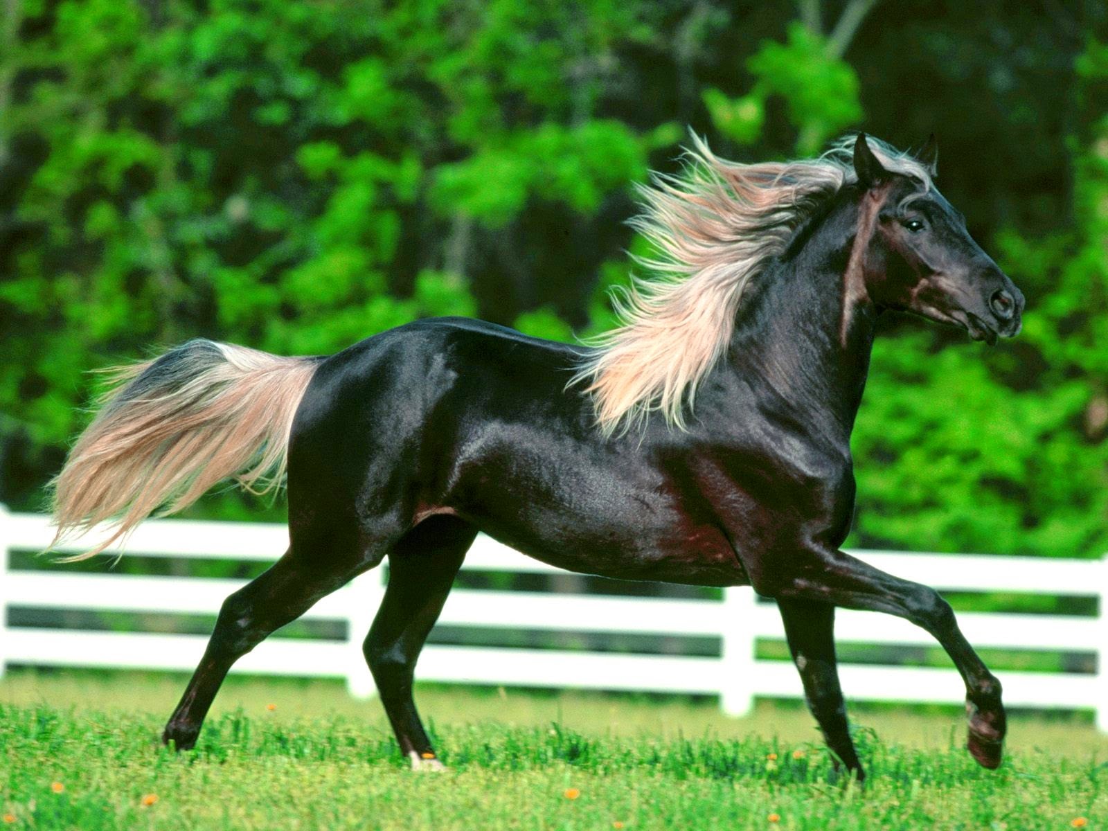 Momenti di Vita: Regno ANIMALE