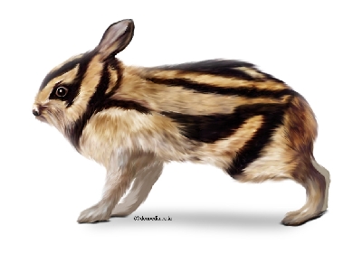 Annamite Striped Rabbit