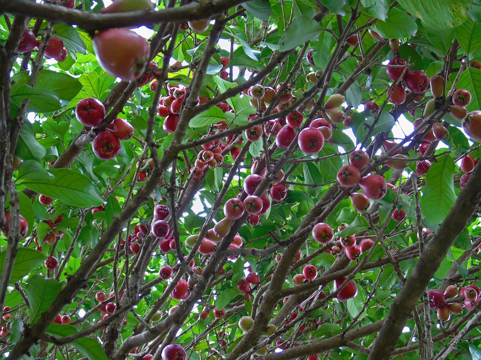 Jambo {Syzygium malaccense (L.) Merr. & L.M. Perry} | A planta da vez