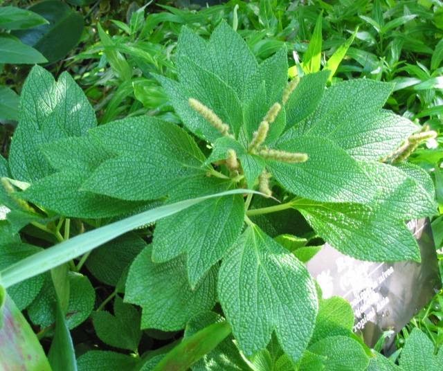 Tanaman Indonesia yang dicari NATO ~ World News