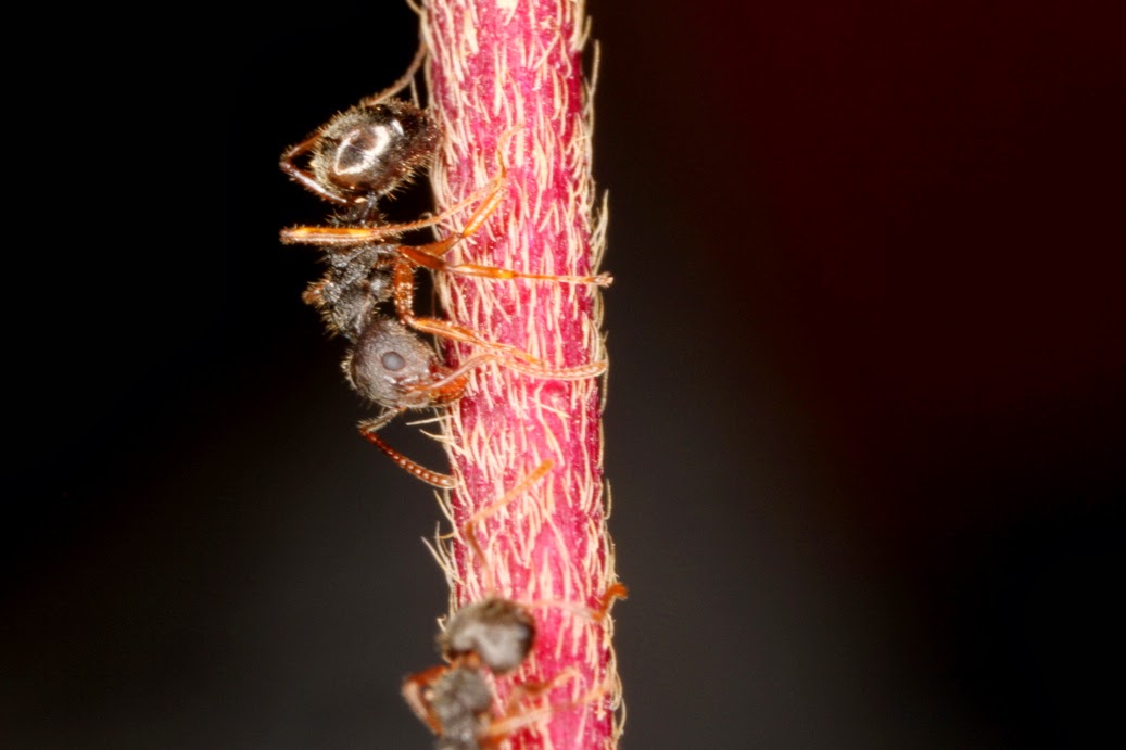 Fourmis du Laos: Dolichoderus feae