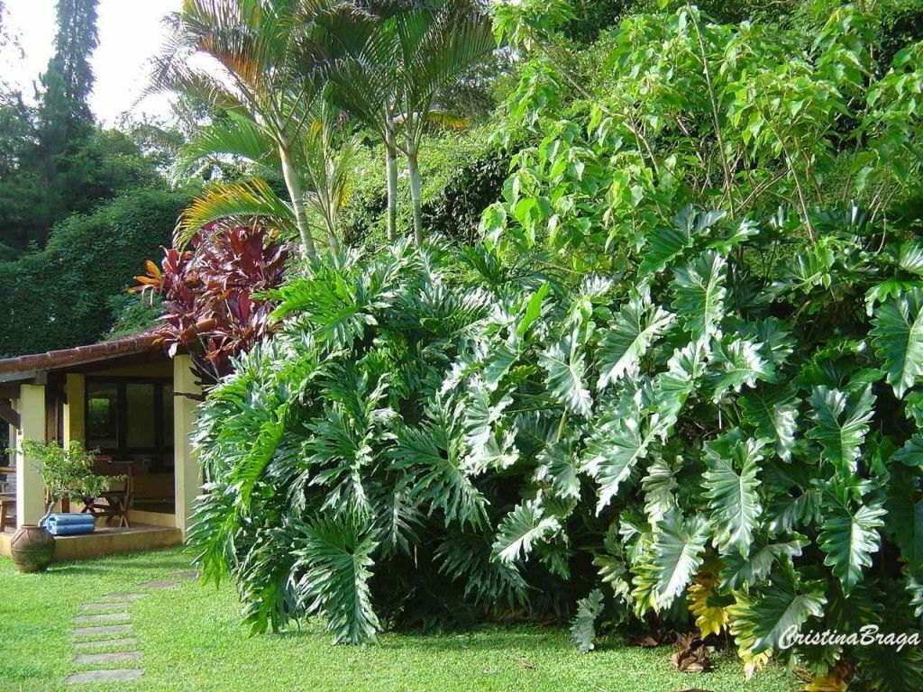 Studio Floral Dora Santoro: Guaimbé do Brejo