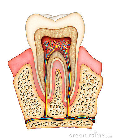 Dr.GuillermoBernal: ¿Qué es la pulpa dental?