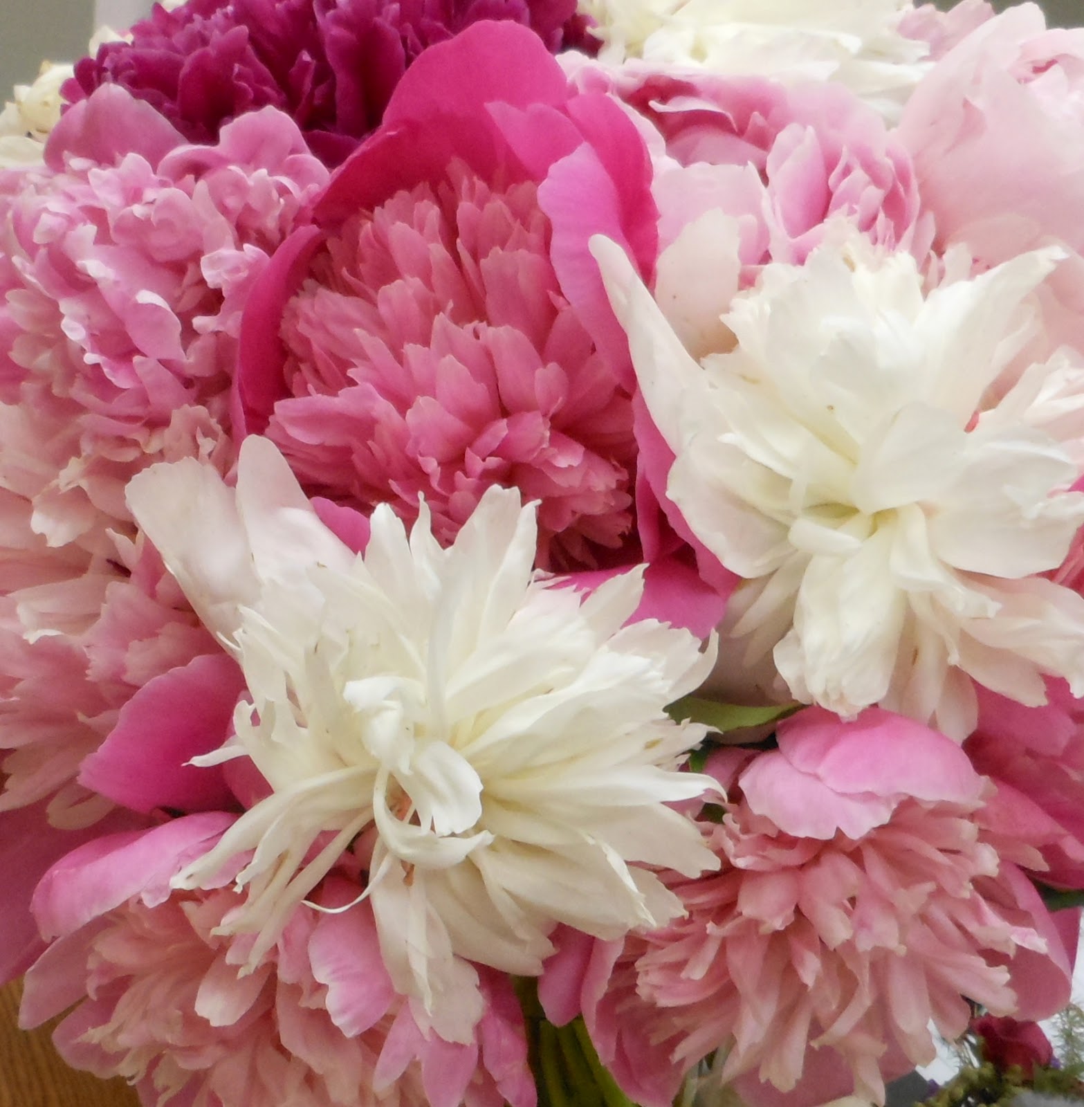 Nature Is My Elixir: May display pink